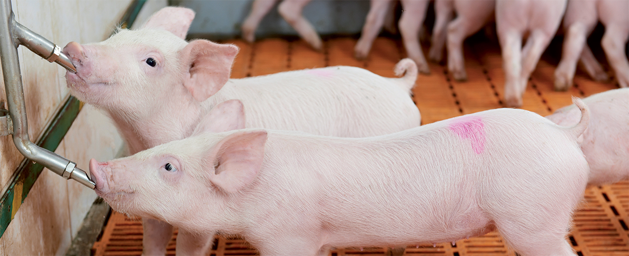 Dosatron Pig Farming: Dosing Solutions